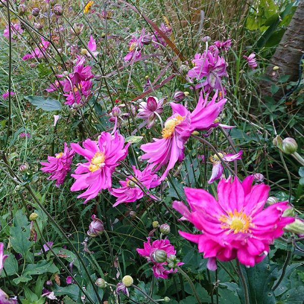 Plukė japoninė „Pamina“ (Anemone hybrida) - Gelynėlis