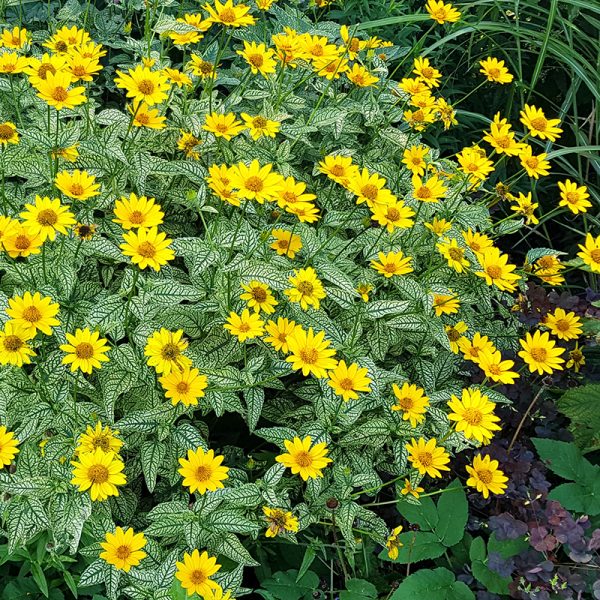 Saulakis šiurkštusis "Loraine sunshine" (Heliopsis helianthoides ...