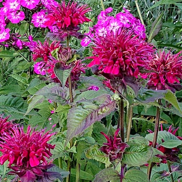Monarda raudonoji "Fireball" (Monarda didyma) - Gelynėlis