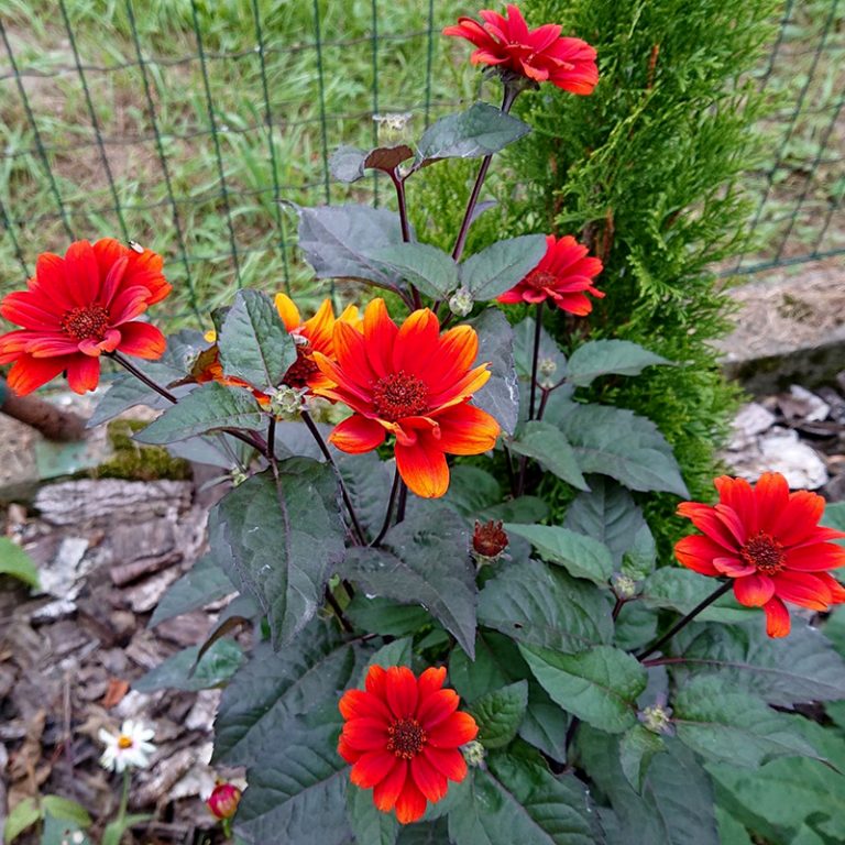 Saulakis šiurkštusis "Bleeding hearts" (Heliopsis helianthoides ...