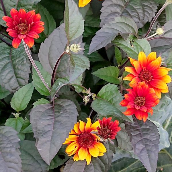 Saulakis šiurkštusis "Bleeding hearts" (Heliopsis helianthoides ...