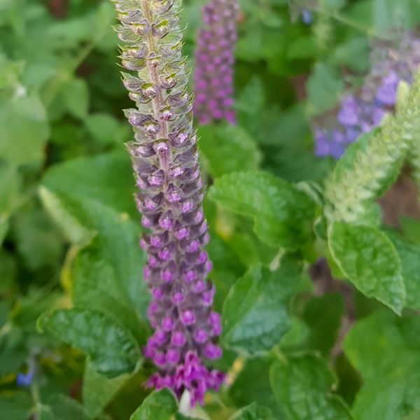 Berutis "Purple Tails" (Teucrium hircanicum) - Gelynėlis