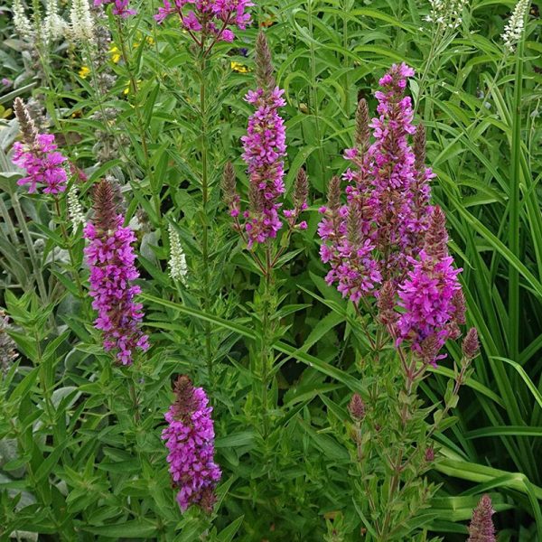 Raudoklė paprastoji (Lythrum salicaria) - Gelynėlis