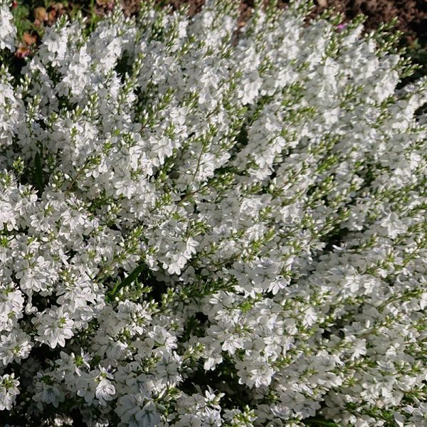 Veronika gulsčioji ‘Alba’ (Veronica prostrata) - Gelynėlis