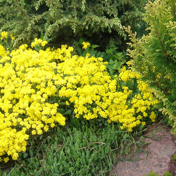 Laibenis uolinis (Alyssum saxatile) - Gelynėlis