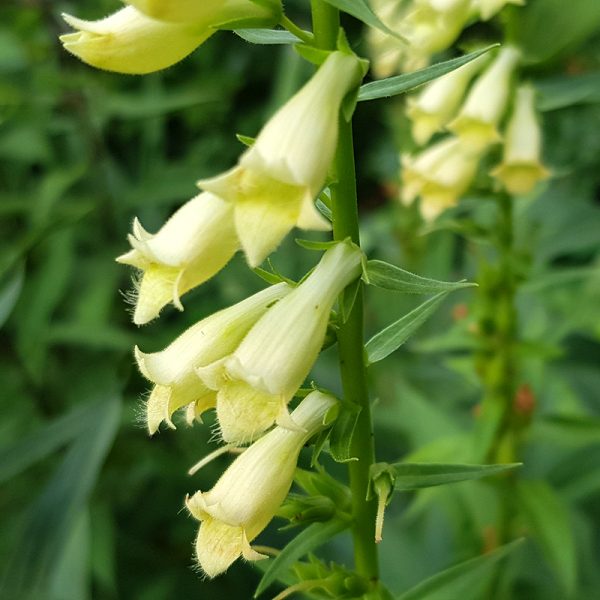 Rusmenė gelsvoji (Digitalis lutea) - Gelynėlis